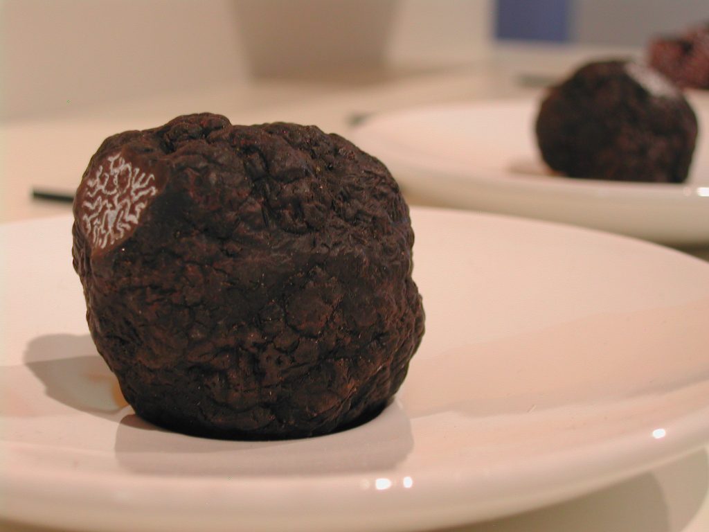 Truffes factices sous toutes leurs formes - Cobalt FX